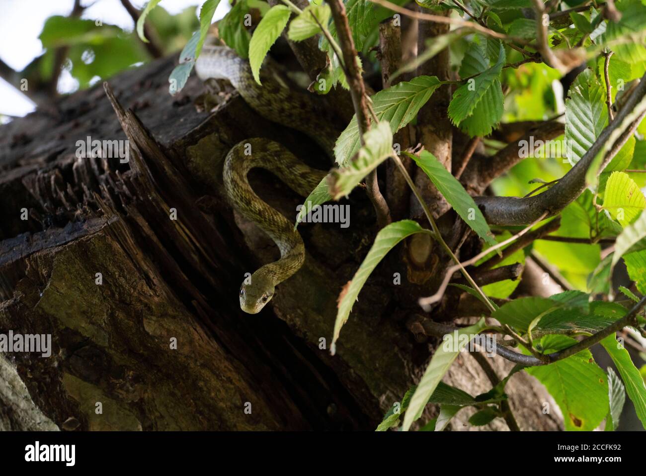 Young Japanese rat snake (Elaphe climacophora) on tree, Isehara City ...