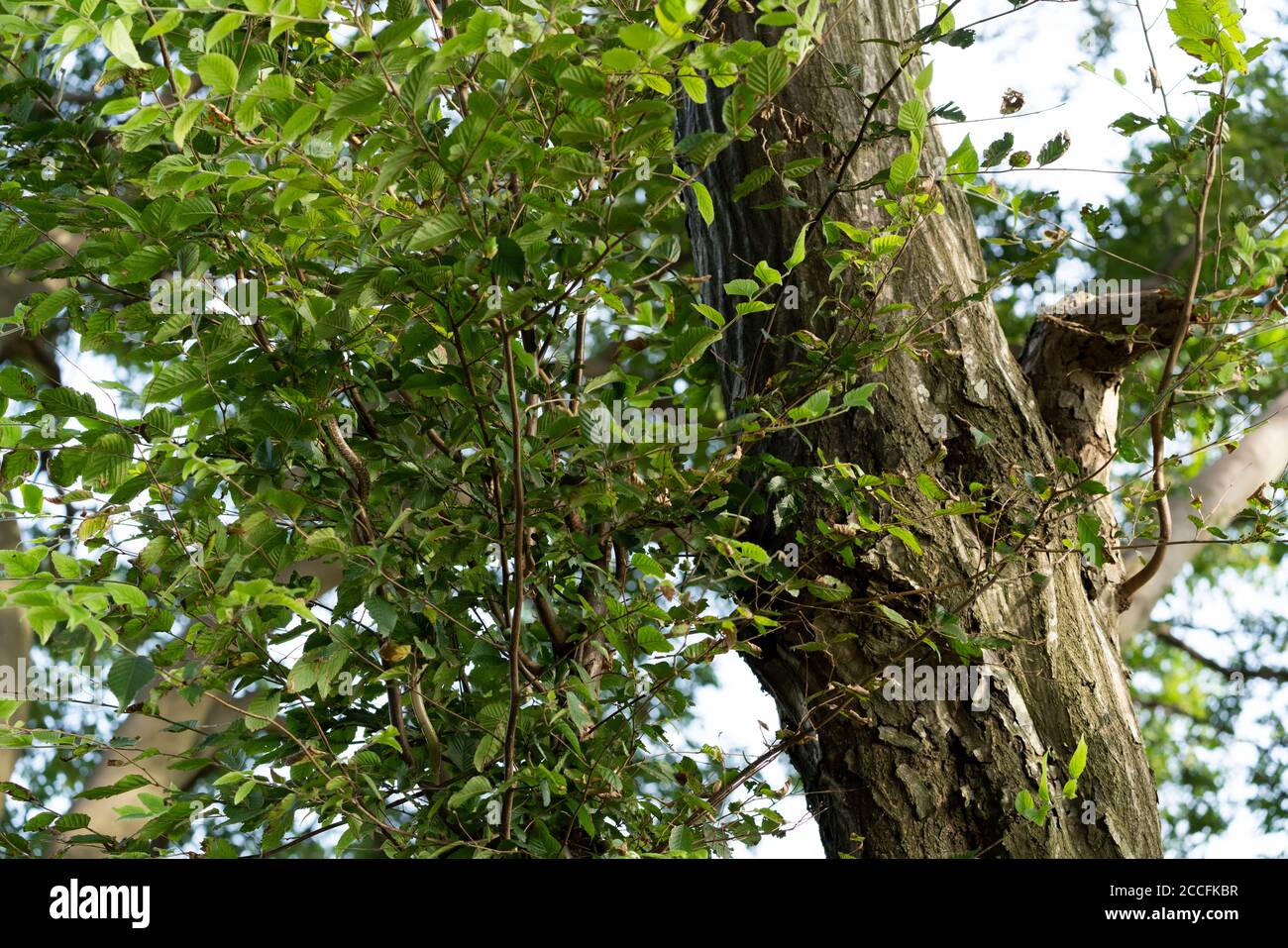 Young Japanese rat snake (Elaphe climacophora) on tree, Isehara City ...