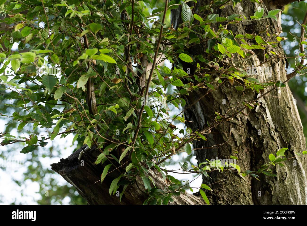 Young Japanese rat snake (Elaphe climacophora) on tree, Isehara City ...