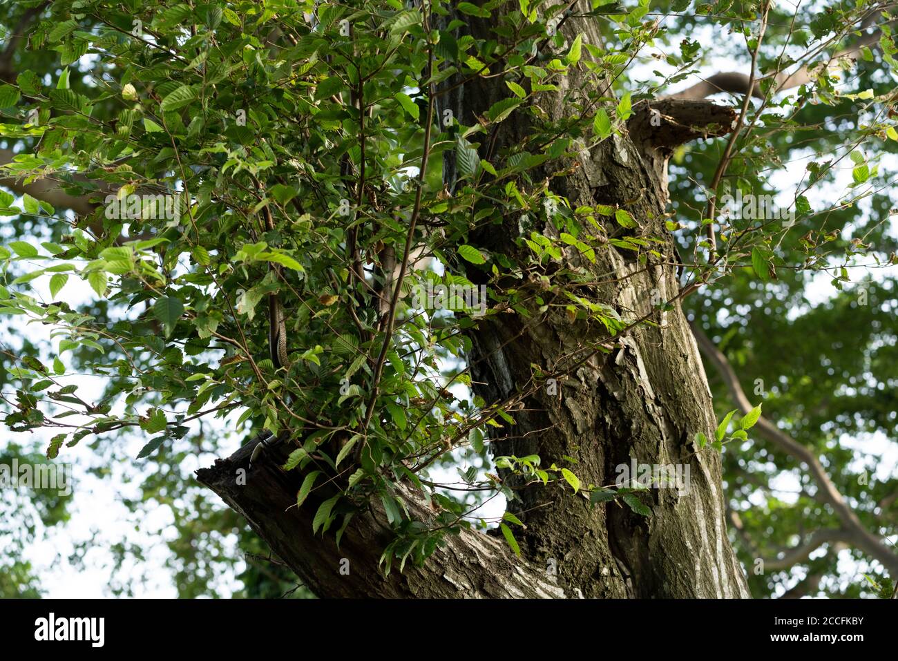 Young Japanese rat snake (Elaphe climacophora) on tree, Isehara City ...