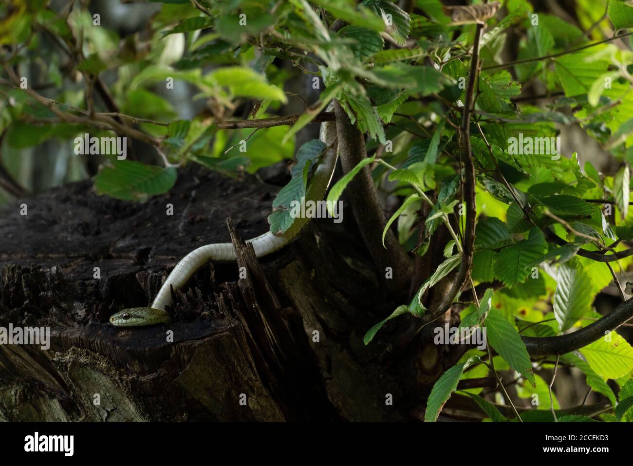 Young Japanese rat snake (Elaphe climacophora) on tree, Isehara City ...