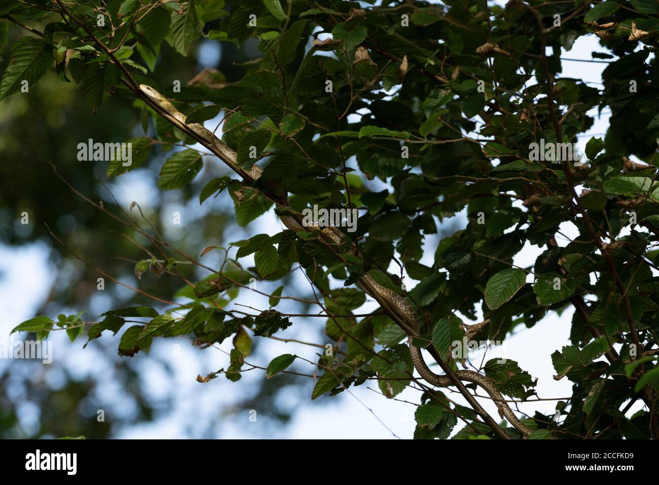 Young Japanese rat snake (Elaphe climacophora) on tree, Isehara City ...