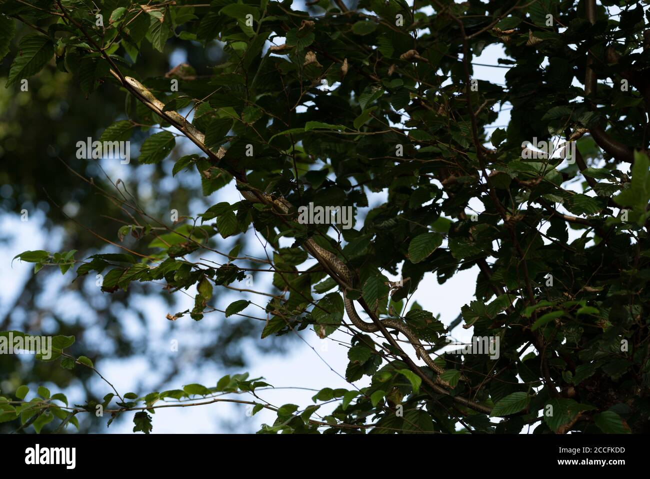 Baby rat snake hi-res stock photography and images - Alamy