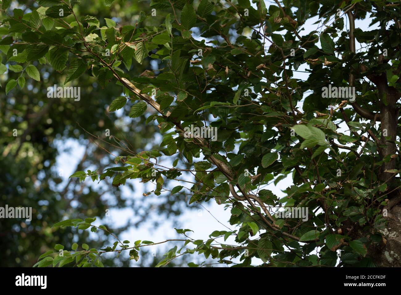 Young Japanese rat snake (Elaphe climacophora) on tree, Isehara City ...