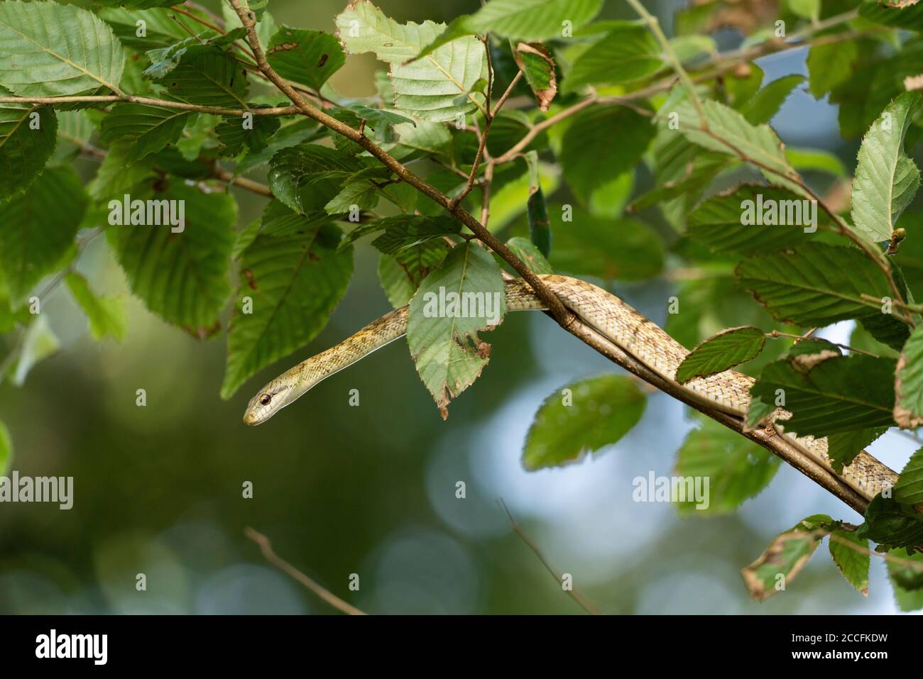 Japanese forest rat snake hi-res stock photography and images - Alamy