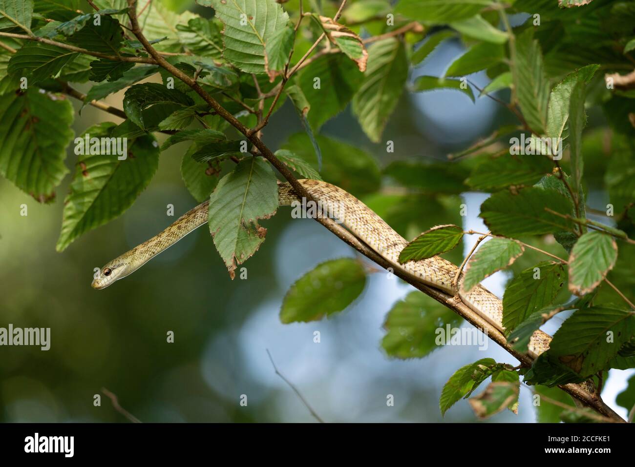 Young Japanese rat snake (Elaphe climacophora) on tree, Isehara City ...