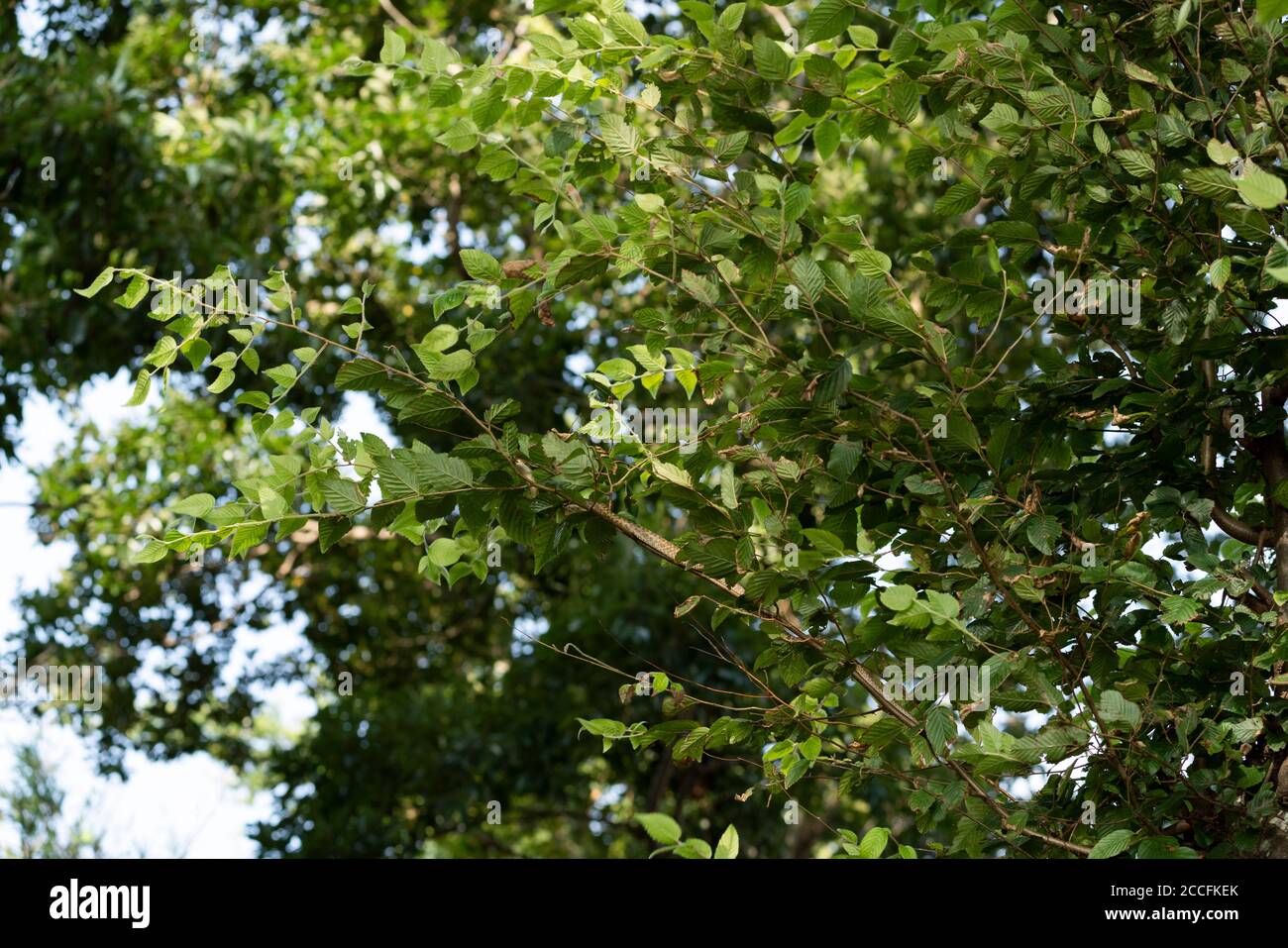 Young Japanese rat snake (Elaphe climacophora) on tree, Isehara City ...