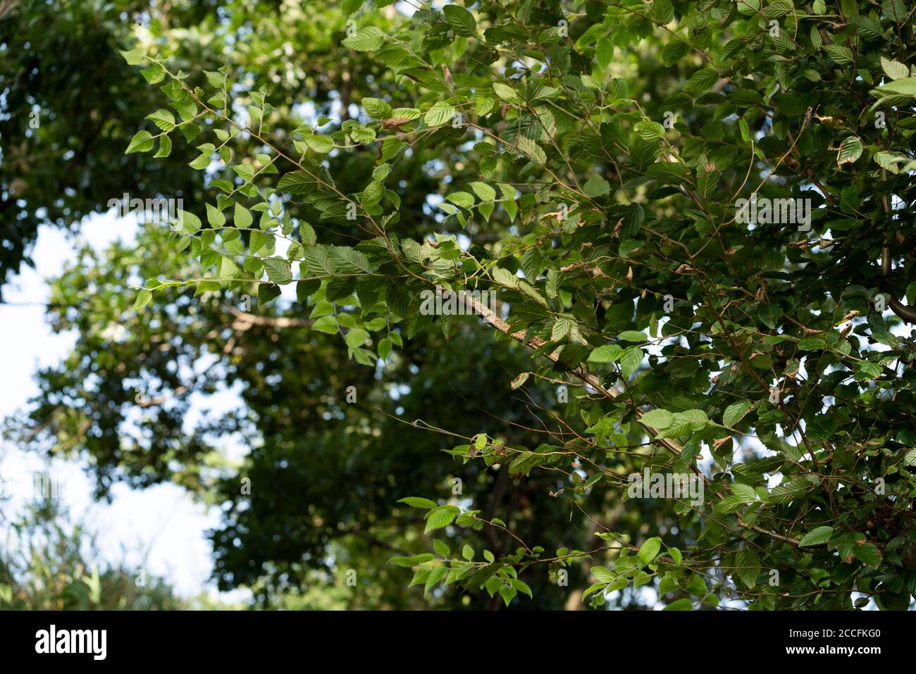 Young Japanese rat snake (Elaphe climacophora) on tree, Isehara City ...