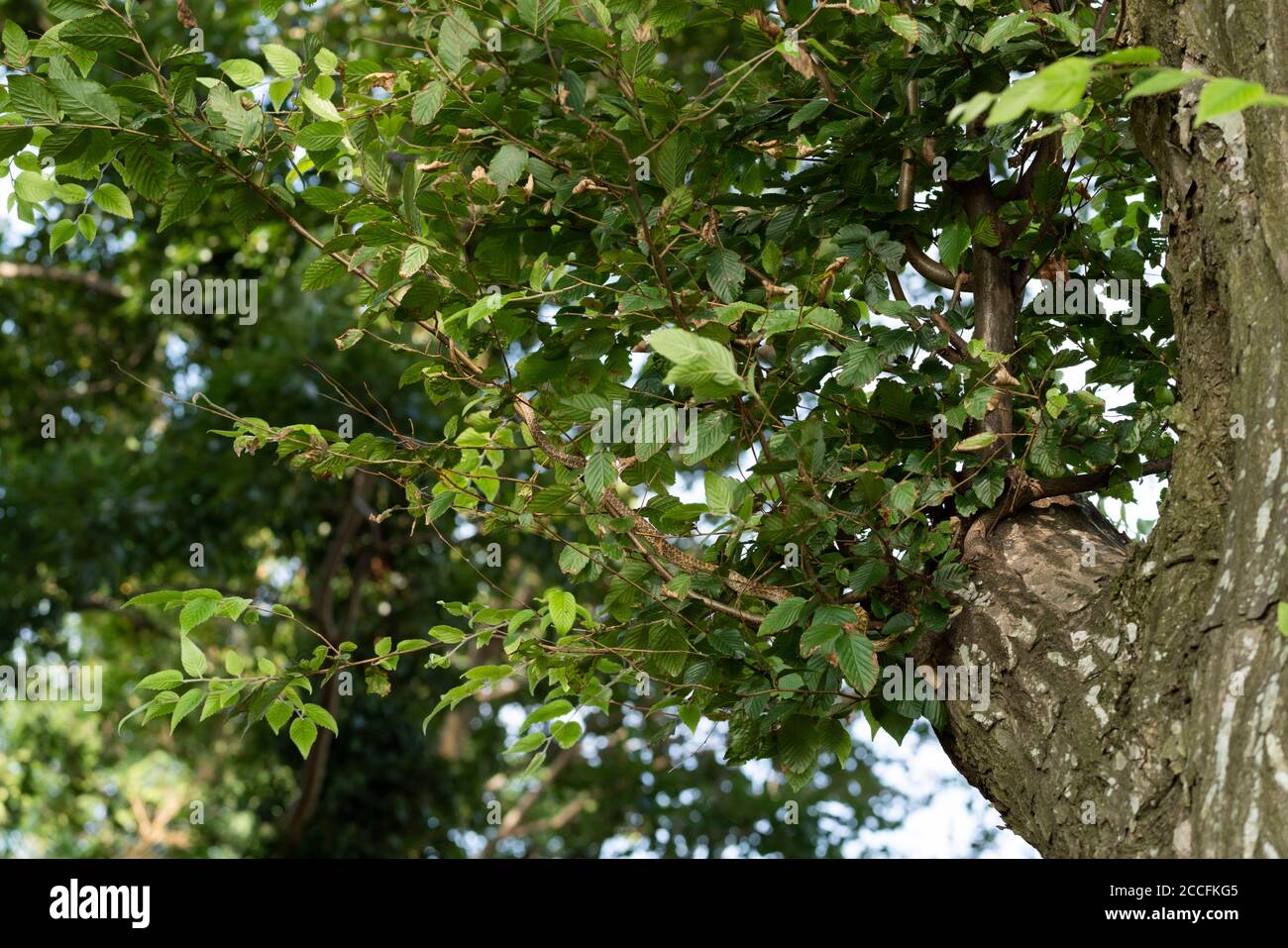 Young Japanese rat snake (Elaphe climacophora) on tree, Isehara City ...