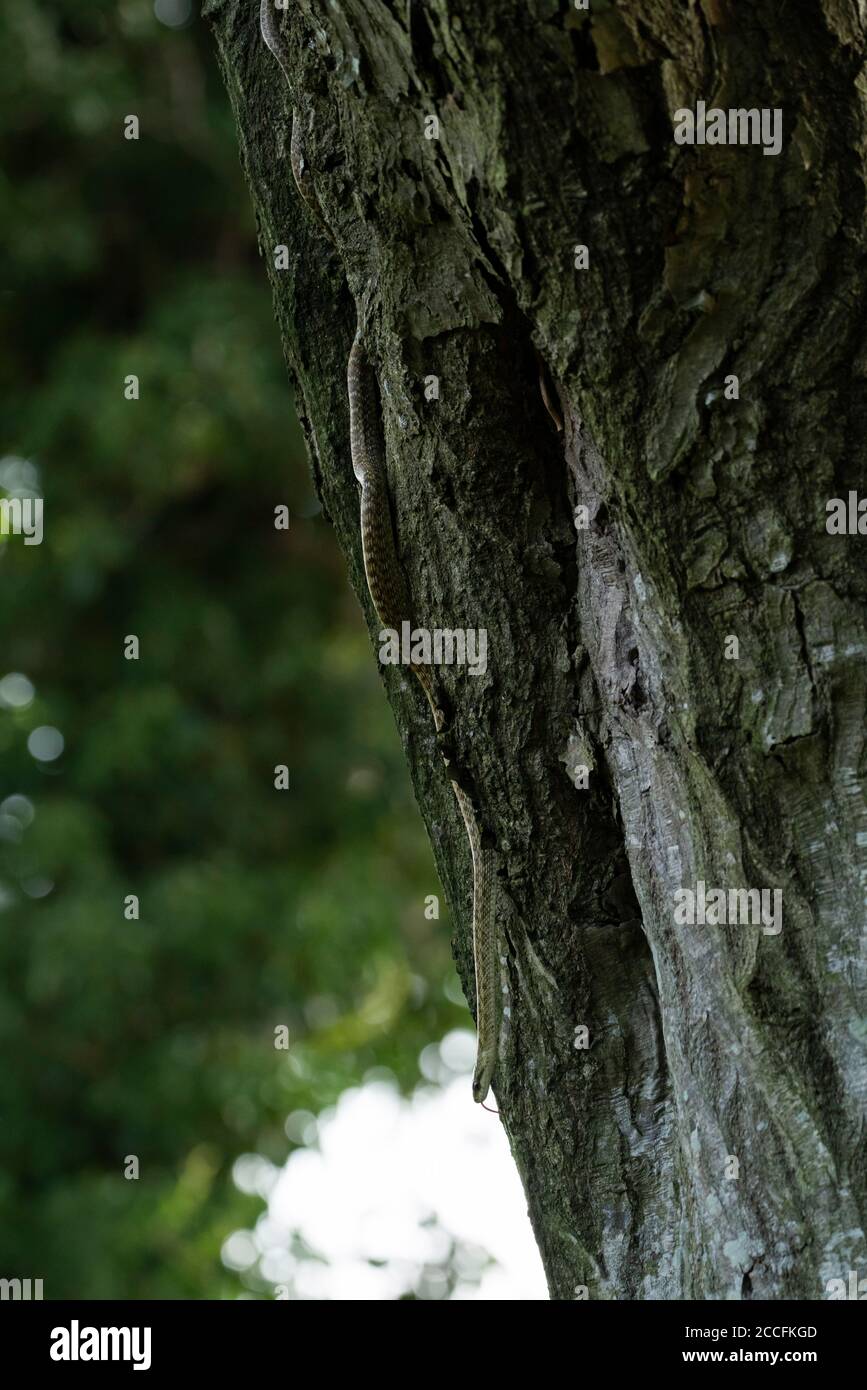Young Japanese rat snake (Elaphe climacophora) on tree, Isehara City ...