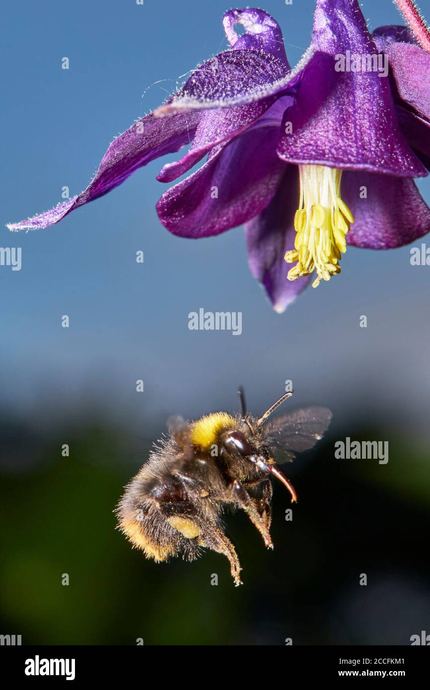 Bumblebee, meadow bumblebee, Bombus pratorum, columbine Stock Photo - Alamy