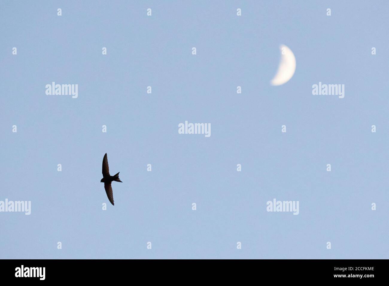 Common swift, Apus apus, moon Stock Photo - Alamy