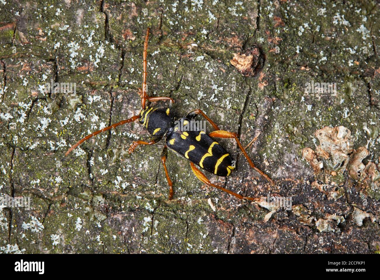 Wasp beetles hi-res stock photography and images - Alamy