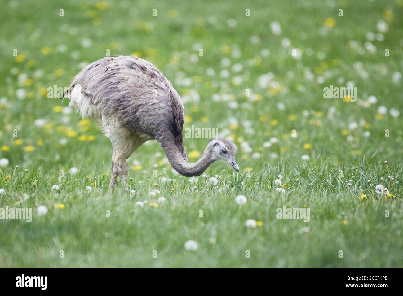 Nandu rhea rhea americana hi-res stock photography and images - Alamy