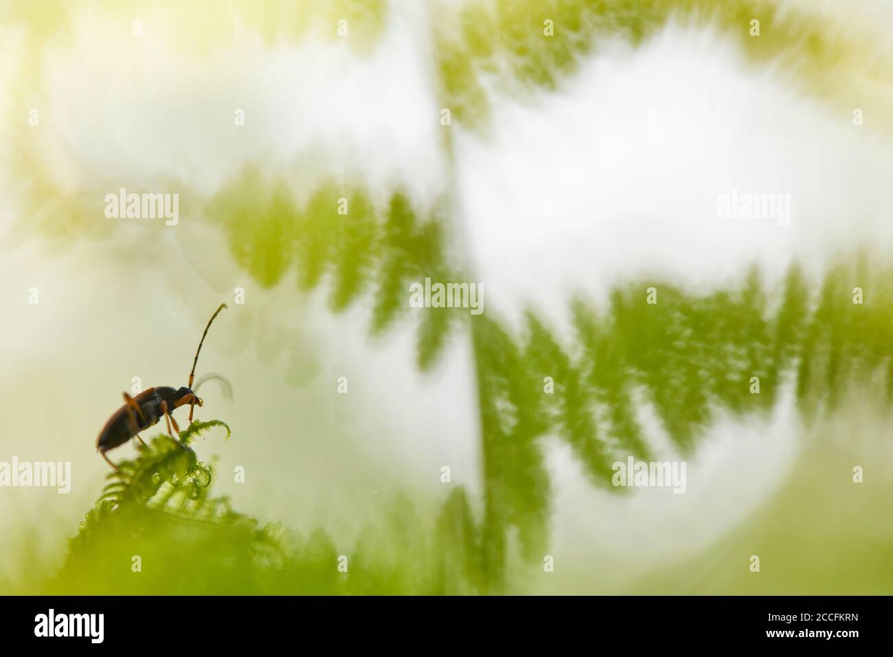 Sheet beetle hi-res stock photography and images - Alamy