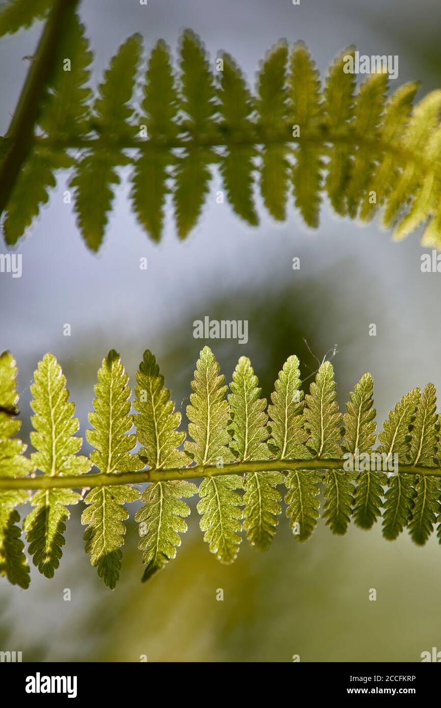 Two Fern Leaves High Resolution Stock Photography and Images - Alamy