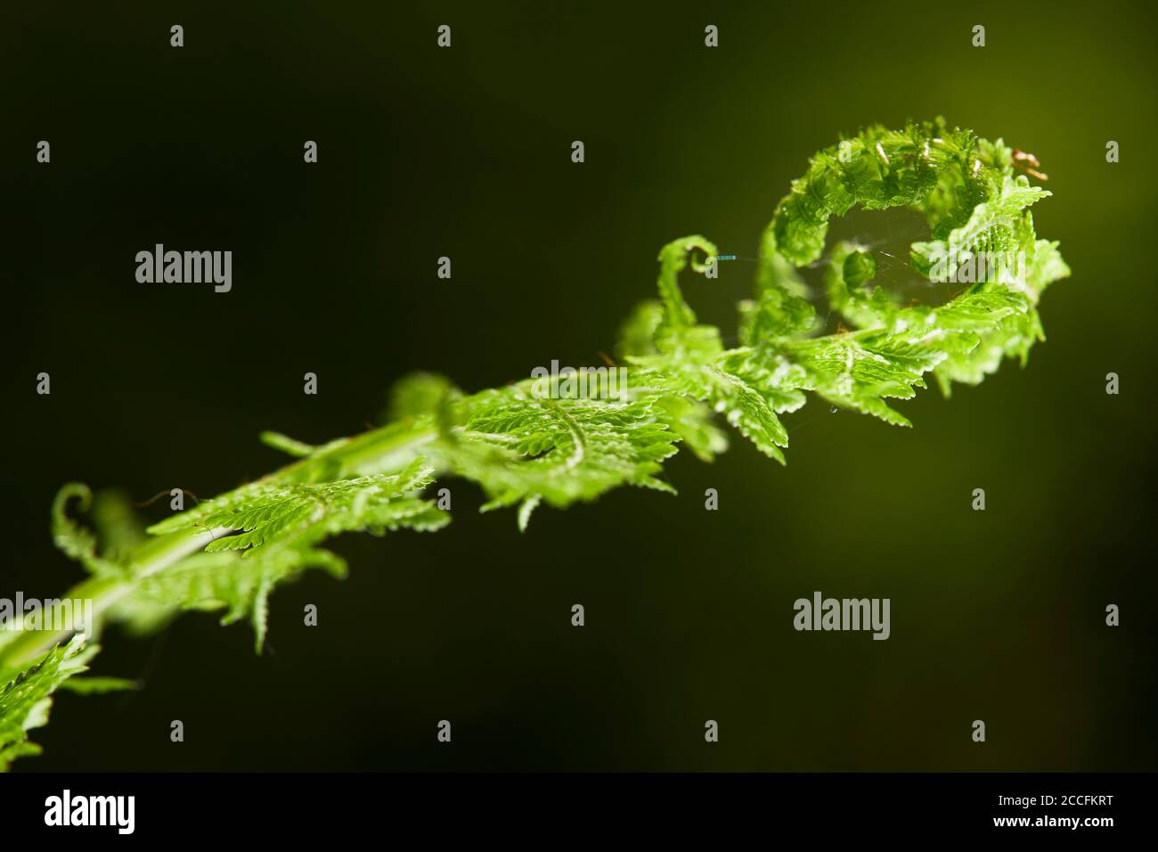 Fern, leaf, rolled Stock Photo - Alamy