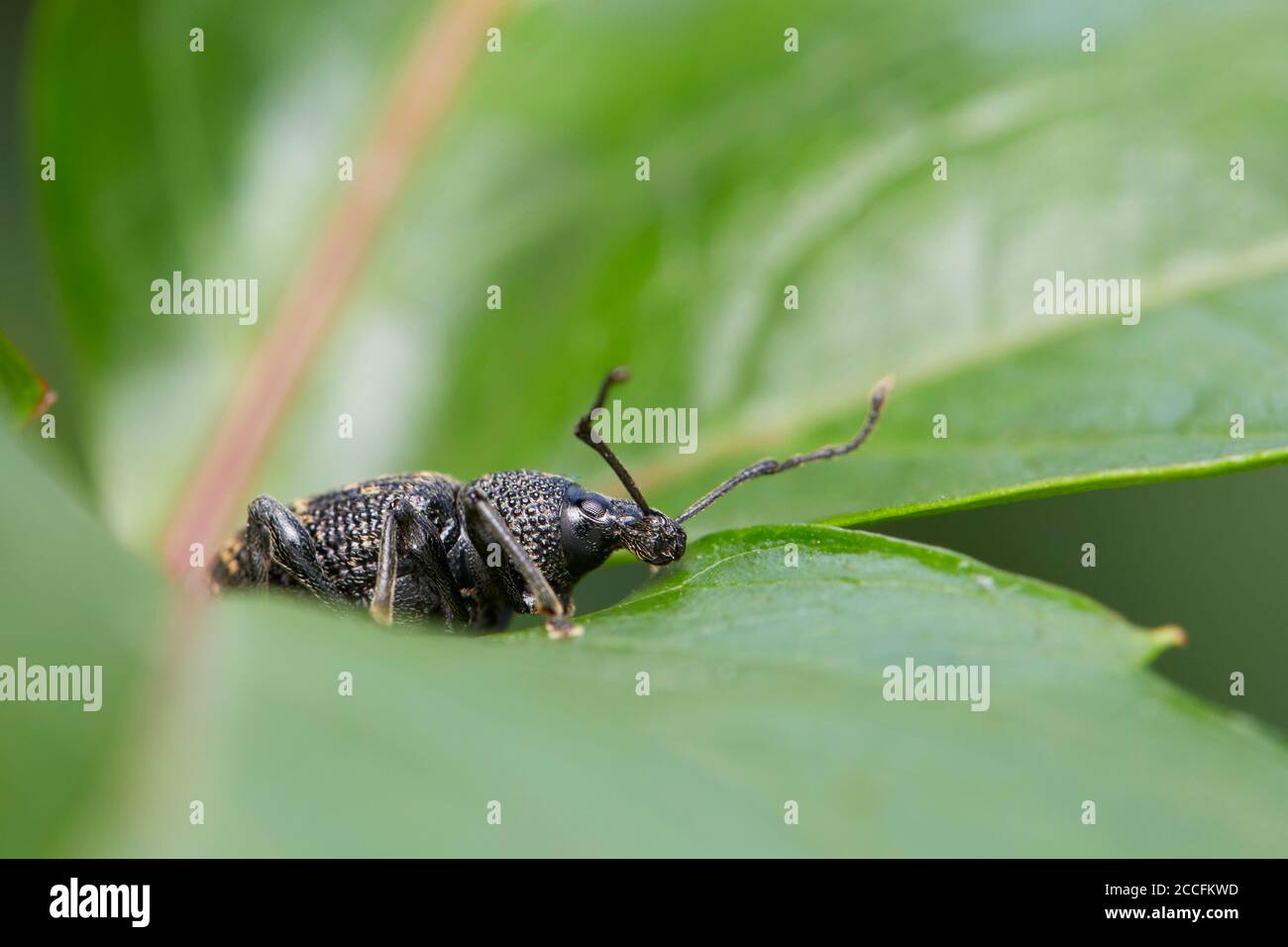 Native weevil hi-res stock photography and images - Alamy