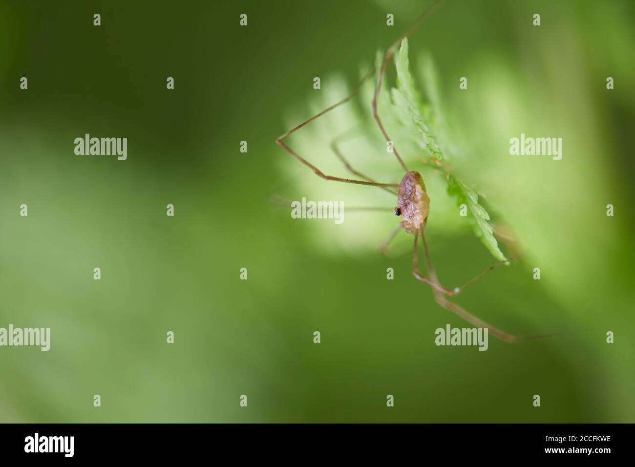 Opilion hi-res stock photography and images - Alamy