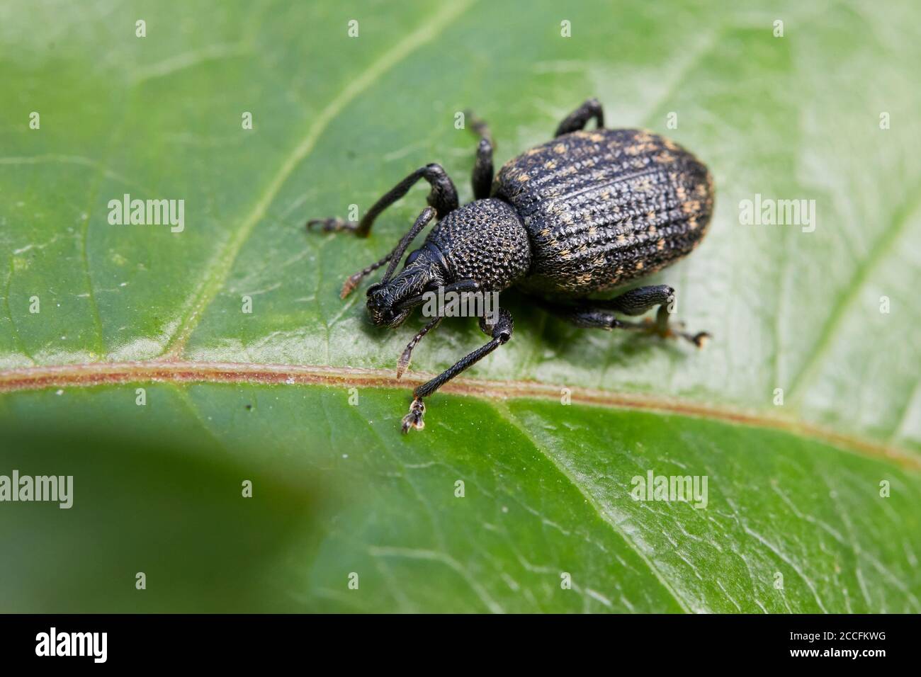 Native weevil hi-res stock photography and images - Alamy