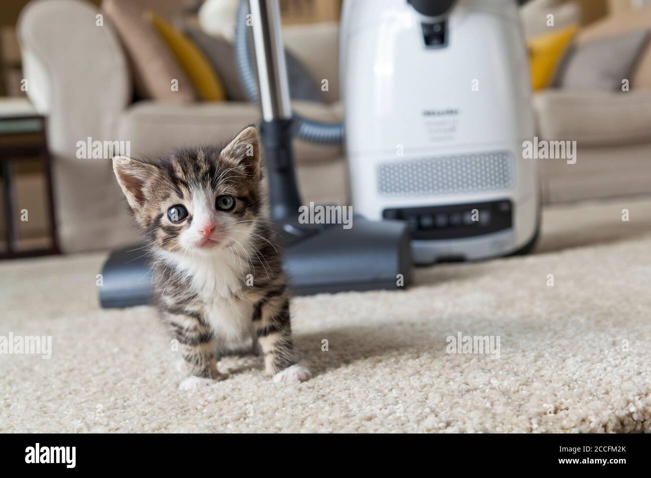 Cat, young, vacuum cleaner, carpet Stock Photo - Alamy