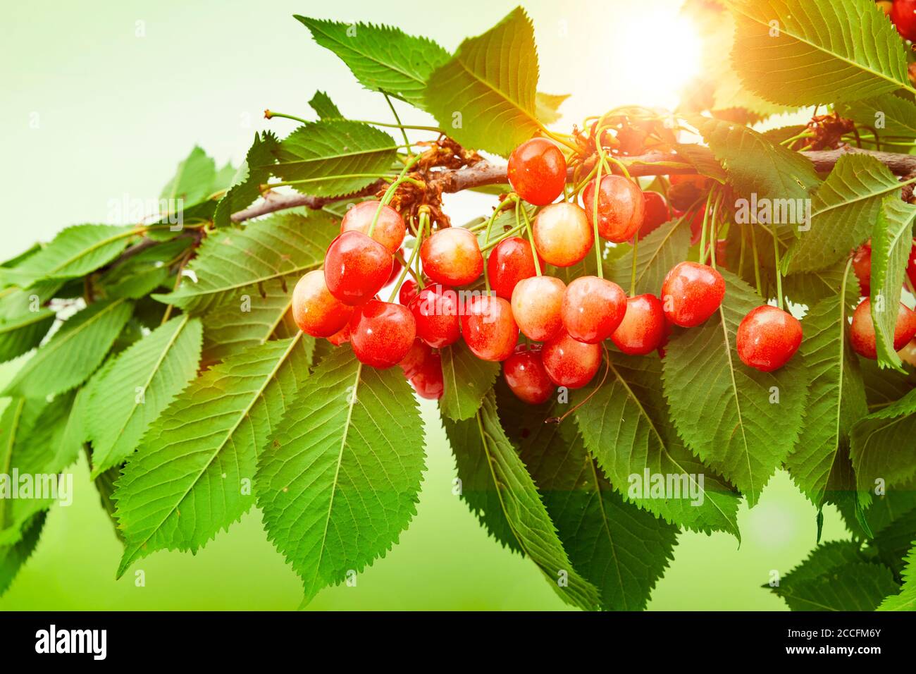 Cherries of the tree hi-res stock photography and images - Alamy