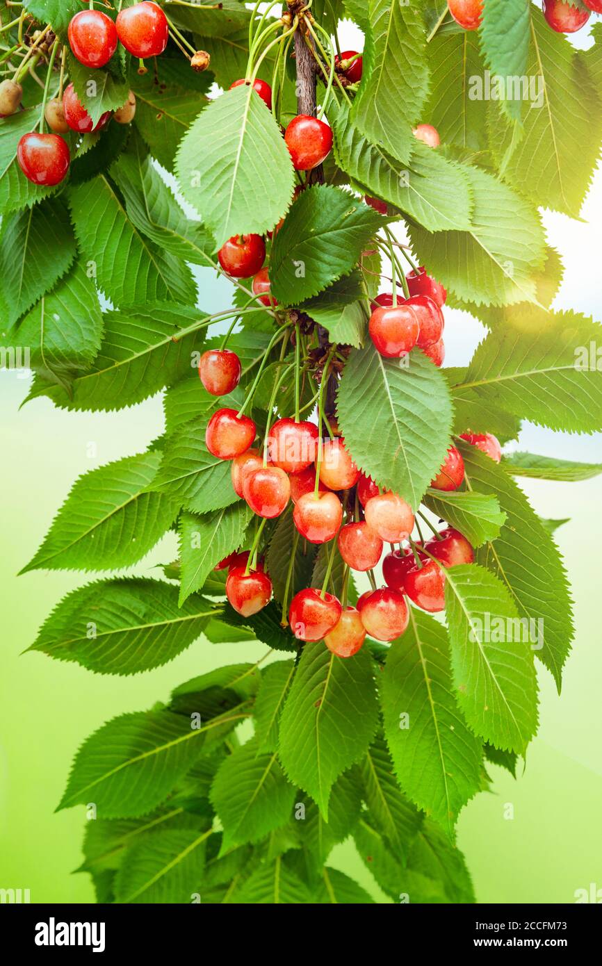 Tree measure hi-res stock photography and images - Alamy