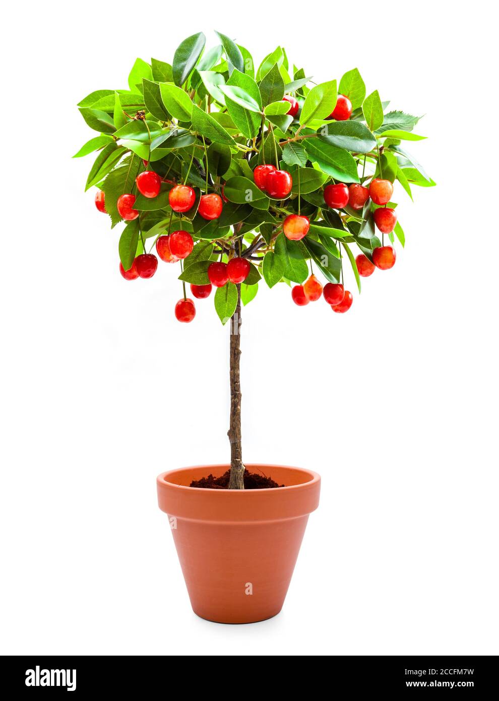 Small tree hi-res stock photography and images - Alamy