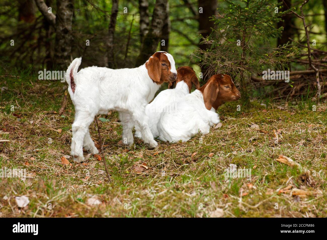 Boer goats hi-res stock photography and images - Alamy
