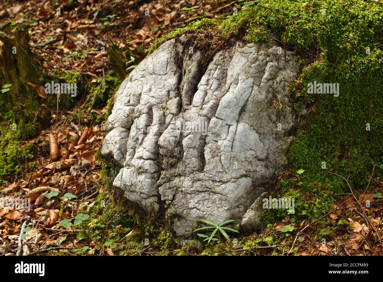 Ice age relics hi-res stock photography and images - Alamy