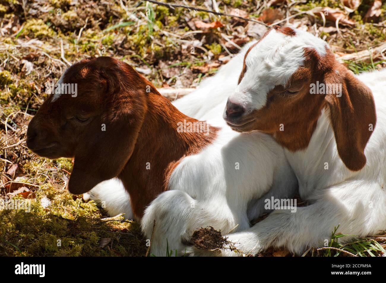 Boer goats hi-res stock photography and images - Alamy