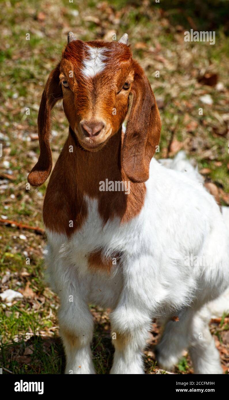 Boer goats hi-res stock photography and images - Alamy