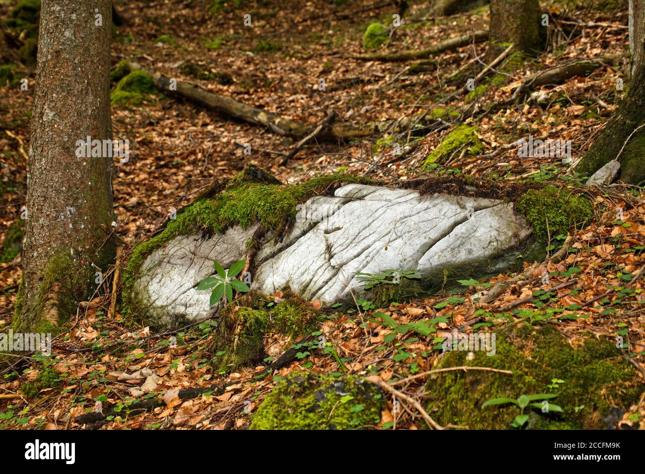 carved limestone attachments. A remnant of the last worm-cold period ...