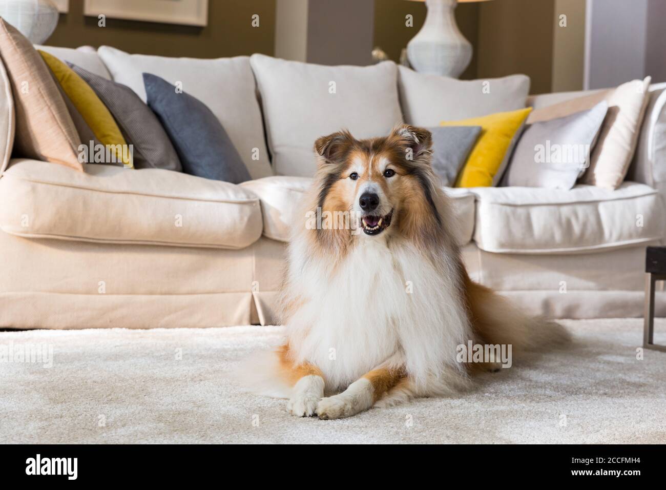 Dog, lying, carpet, living room, collie Stock Photo - Alamy