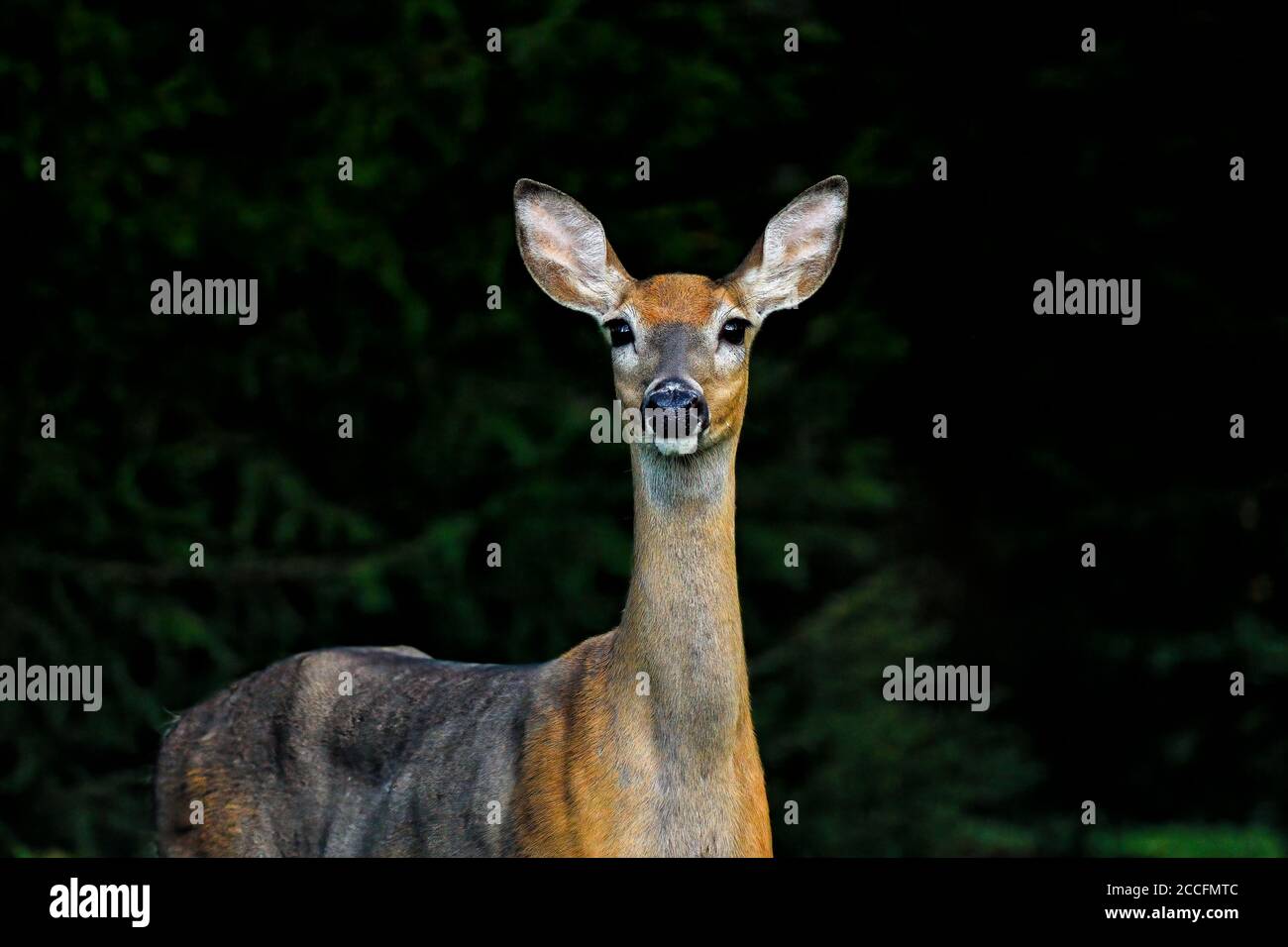 White-tailed deer in the pine forest at dusk Stock Photo - Alamy