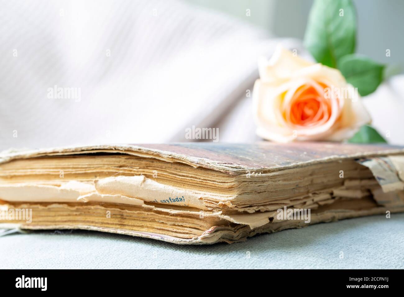 Old book and Pink Rose Stock Photo - Alamy