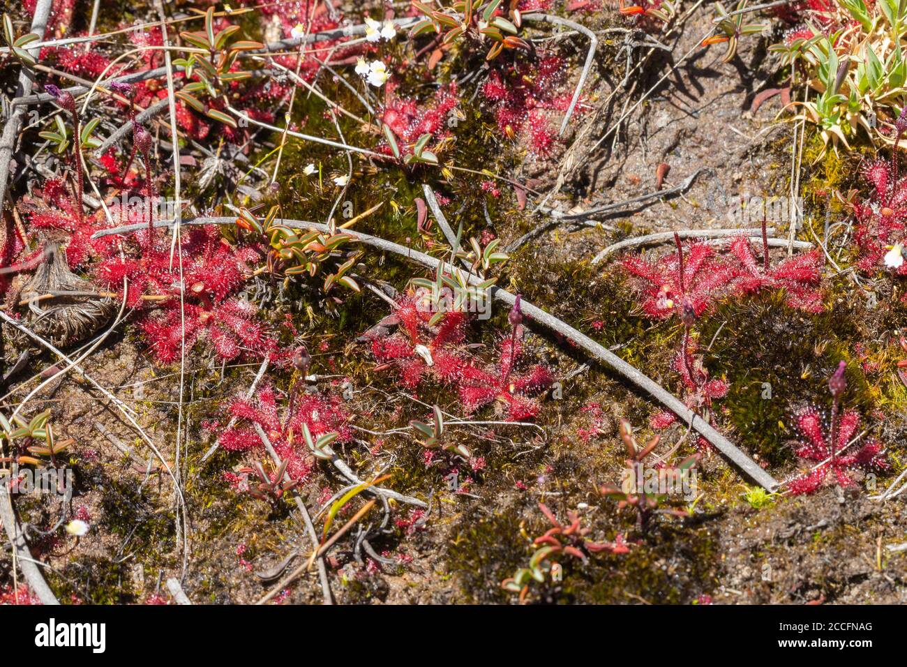 Drosera afra on Matroosberg, Western Cape, South Africa Stock Photo - Alamy