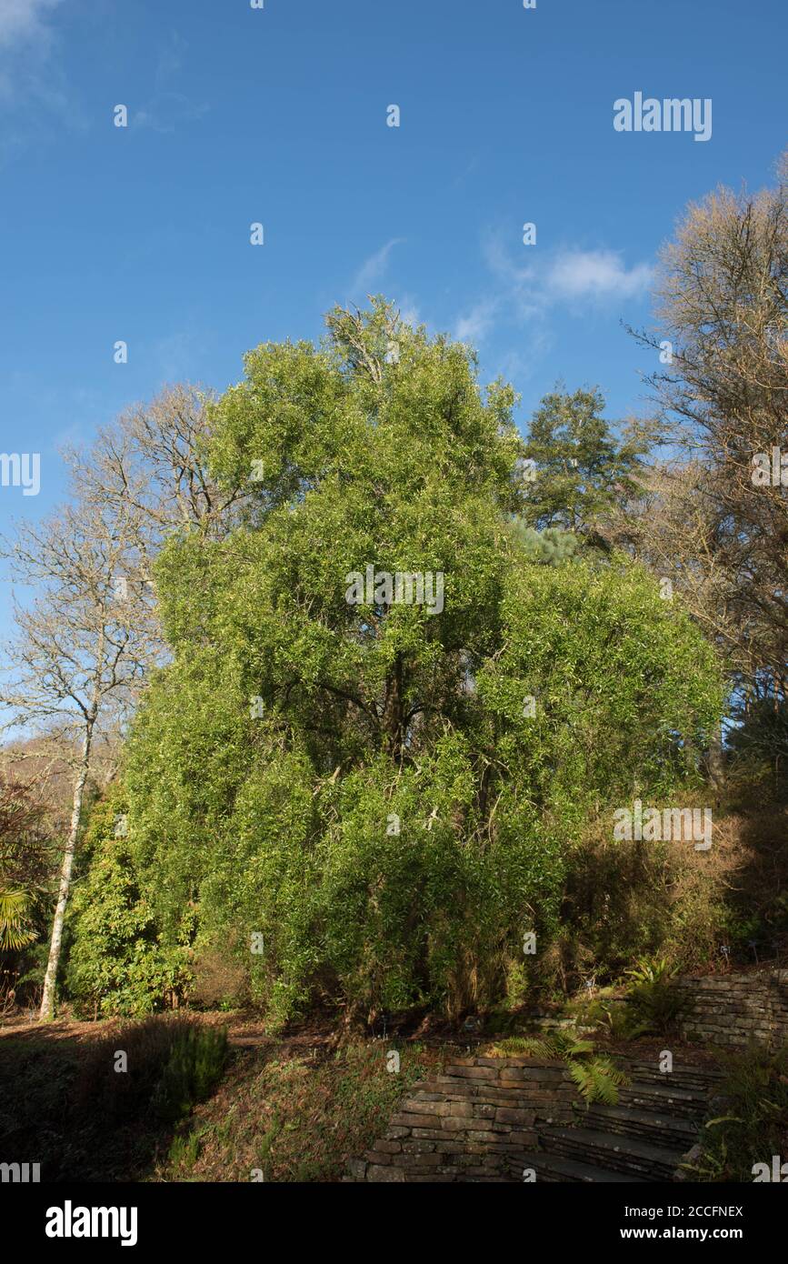 Maytenus hi-res stock photography and images - Alamy