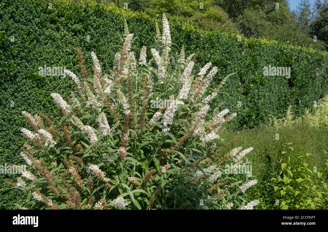 Garden bed buddleja hi-res stock photography and images - Alamy