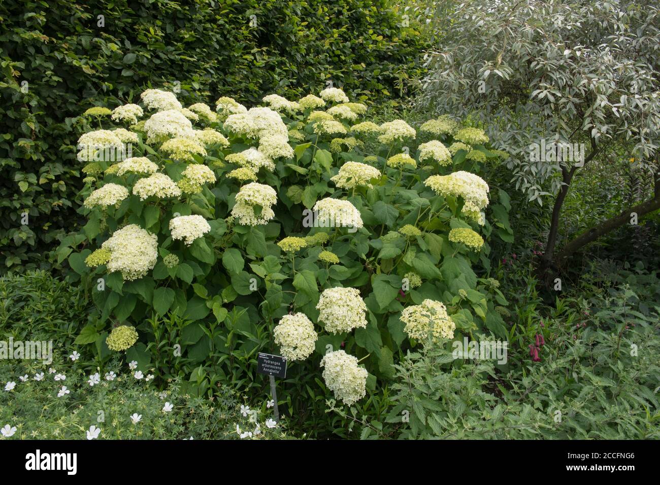 White Flower Heads of a Summer Flowering Hydrangea Shrub (Hydrangea ...