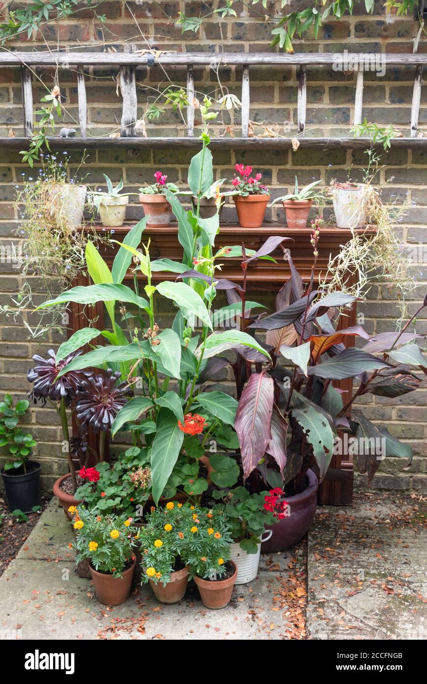 Collection of garden pot plants Stock Photo - Alamy