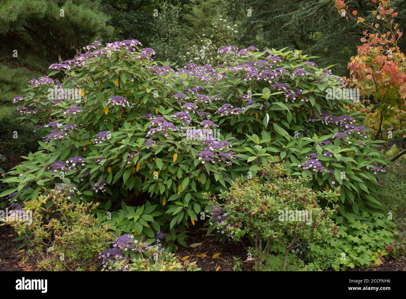 Hydrangea aspera 'Velvet and Lace' in a Garden at Rosemoor in Rural ...