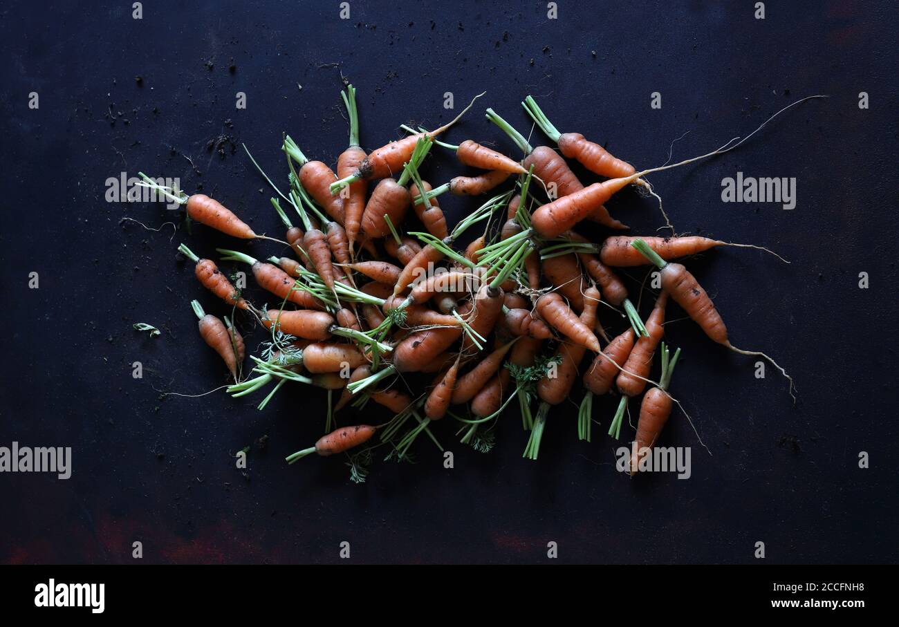 Fresh carrots on dark hi-res stock photography and images - Alamy