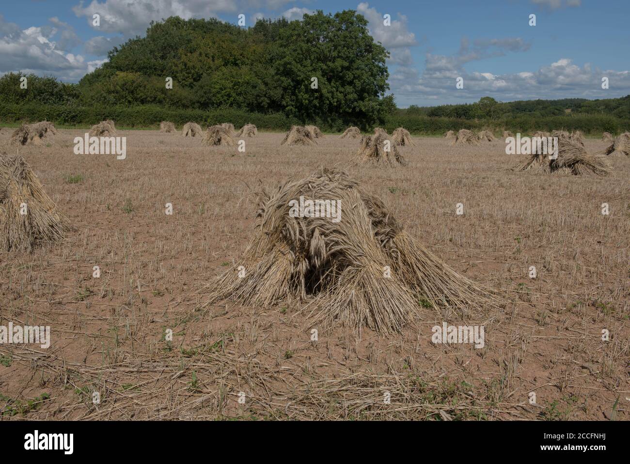 Wheat sheaves hi-res stock photography and images - Alamy