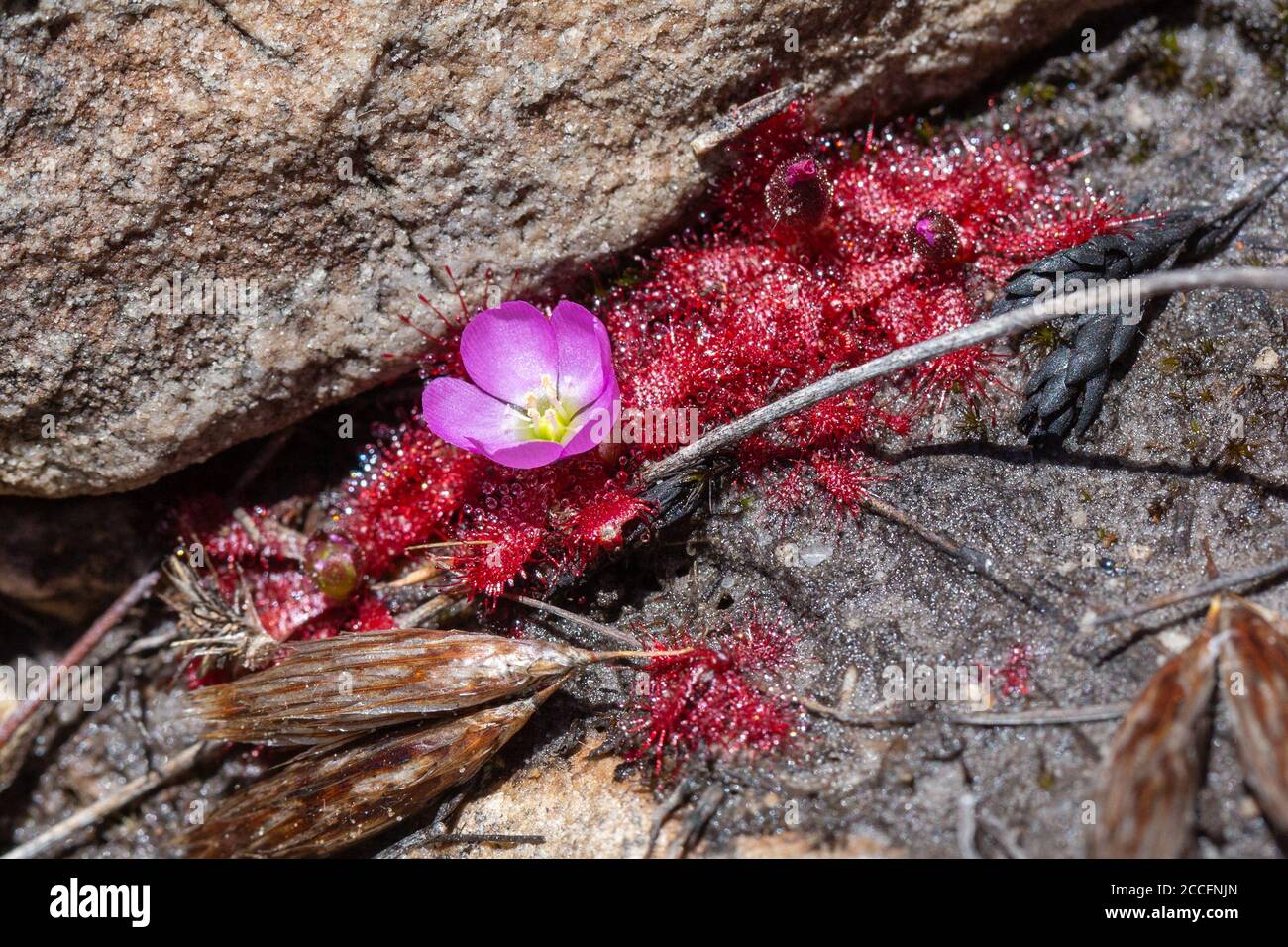 Drosera acaulis hi-res stock photography and images - Alamy