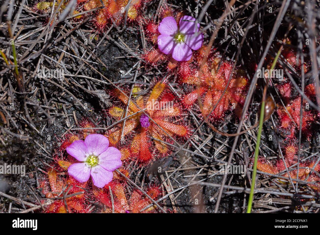 Drosera acaulis in flower on Matroosberg, Western Cape, South Africa ...