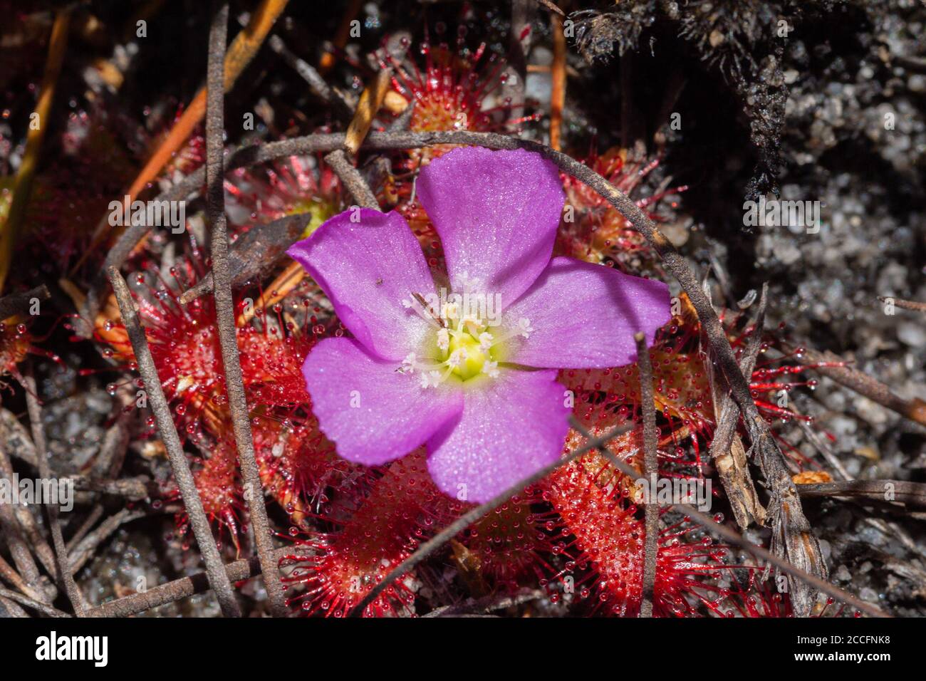 Drosera acaulis in flower on Matroosberg, Western Cape, South Africa ...