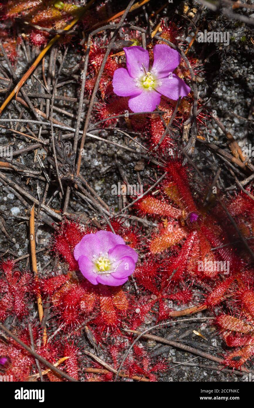 Drosera acaulis in flower on Matroosberg, Western Cape, South Africa ...