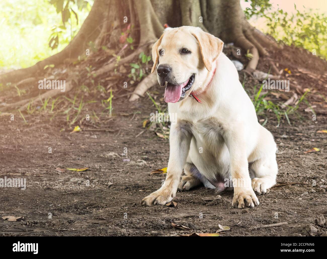 Dog playing outside smiles Stock Photo - Alamy