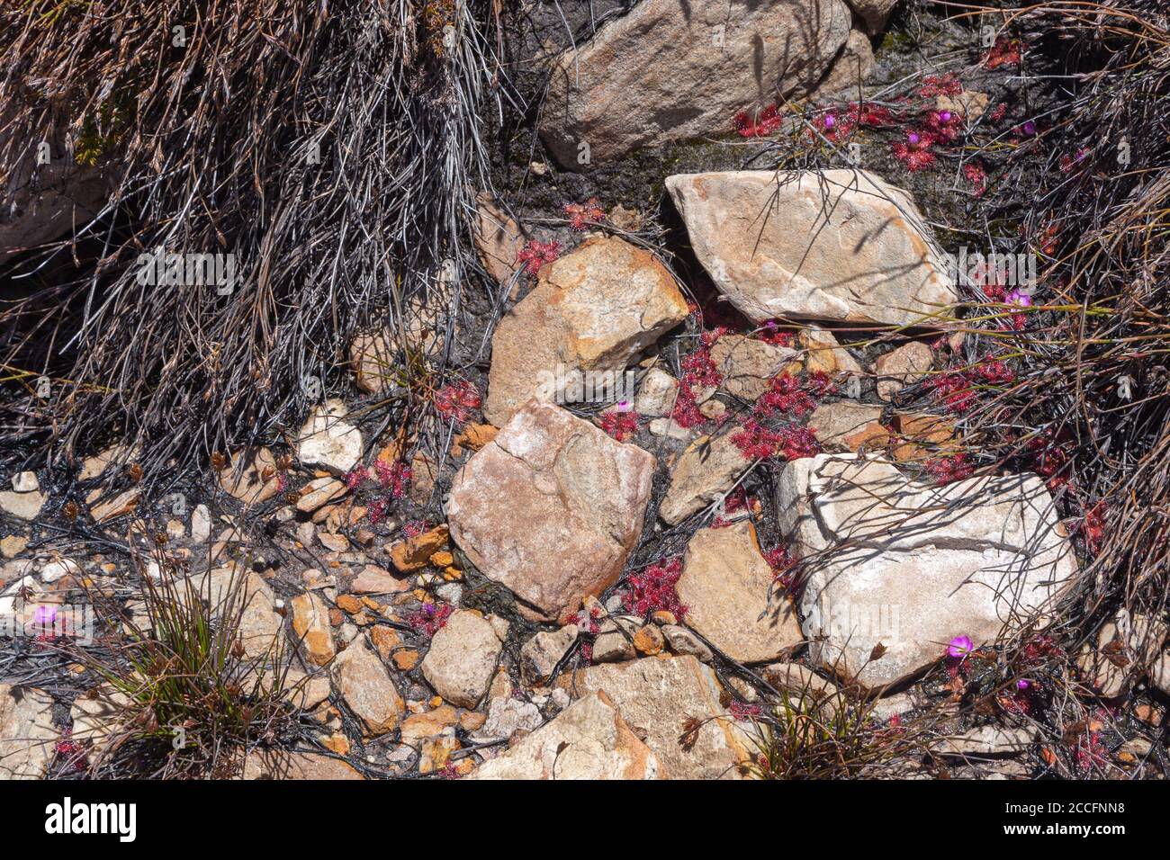 Drosera acaulis in flower on Matroosberg, Western Cape, South Africa ...